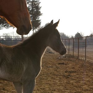 Meadow Lake Ranch | TravelOK.com - Oklahoma's Official Travel & Tourism ...