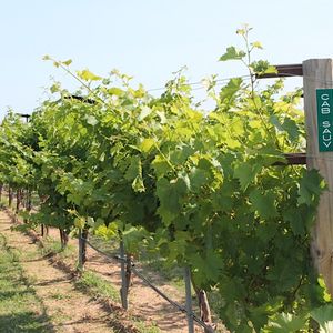 Oklahoma Wineries | TravelOK.com - Oklahoma's Official Travel & Tourism ...