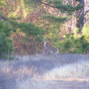 Three Rivers Wildlife Management Area | TravelOK.com - Oklahoma's ...