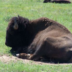 Oklahoma Animal Attractions and Sanctuaries | TravelOK.com - Oklahoma's ...