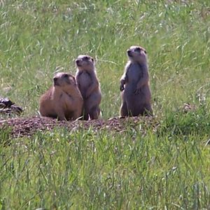 Oklahoma Animal Attractions and Sanctuaries | TravelOK.com - Oklahoma's ...