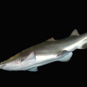 Oklahoma Aquarium | TravelOK.com - Oklahoma's Official Travel & Tourism ...