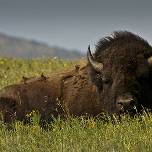 Where the Buffalo Roam | TravelOK.com - Oklahoma's Official Travel ...