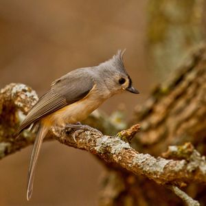 Oklahoma Bird Watching | TravelOK.com - Oklahoma's Official Travel ...