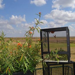 Monarch Watch at Hackberry Flat Center | TravelOK.com - Oklahoma's ...