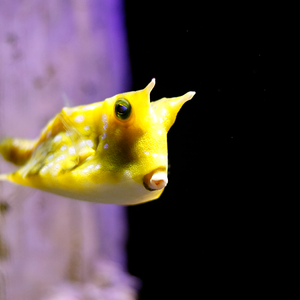 Oklahoma Aquarium | TravelOK.com - Oklahoma's Official Travel & Tourism ...