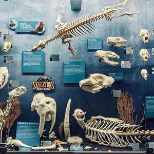 Skeletons: Museum of Osteology | TravelOK.com - Oklahoma's Official ...