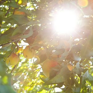 Livesay Orchards | TravelOK.com - Oklahoma's Official Travel & Tourism Site