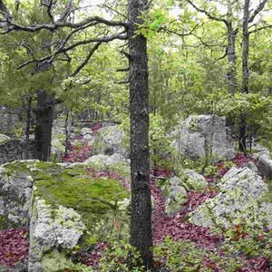 Keystone Ancient Forest | TravelOK.com - Oklahoma's Official Travel ...