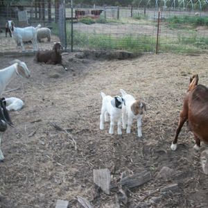 Celtic Farms | TravelOK.com - Oklahoma's Official Travel & Tourism Site