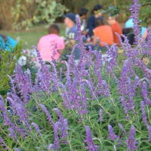 The Botanic Garden at Oklahoma State University | TravelOK.com ...