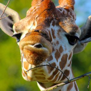 Tulsa Zoo | TravelOK.com - Oklahoma's Official Travel & Tourism Site