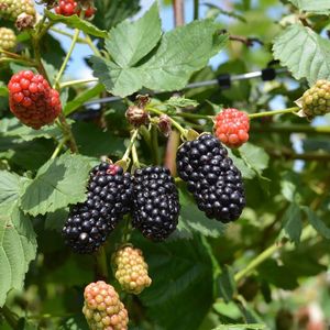 N40 Berries | TravelOK.com - Oklahoma's Official Travel & Tourism Site