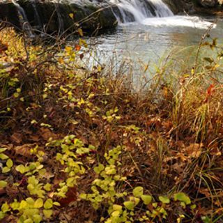 Oklahoma Fall Foliage and Festivals | TravelOK.com - Oklahoma's ...