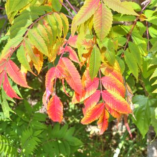 Oklahoma Fall Foliage and Festivals | TravelOK.com - Oklahoma's ...