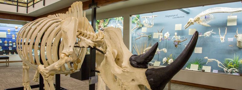 Skeletons: Museum of Osteology | TravelOK.com - Oklahoma's Official ...