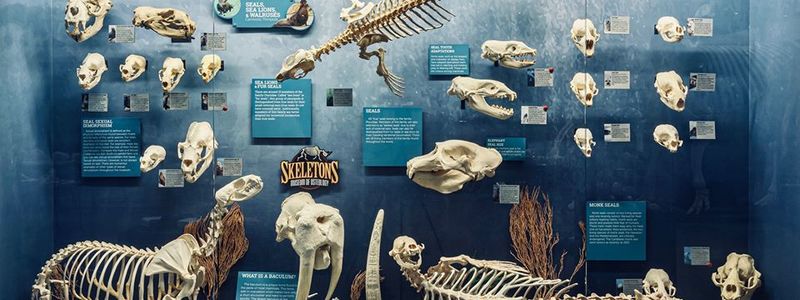 Skeletons: Museum of Osteology | TravelOK.com - Oklahoma's Official ...