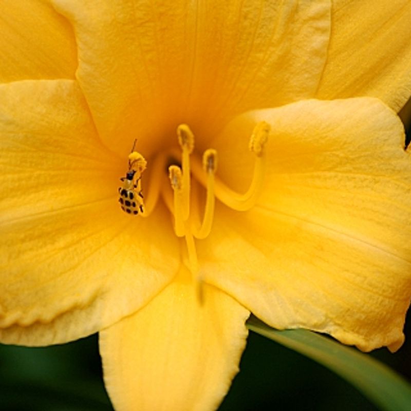 Myriad Botanical Gardens & Crystal Bridge Tropical Conservatory ...