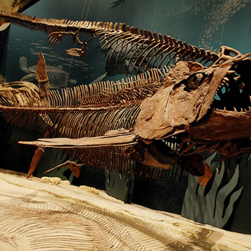 Sam Noble Oklahoma Museum of Natural History | TravelOK.com - Oklahoma ...