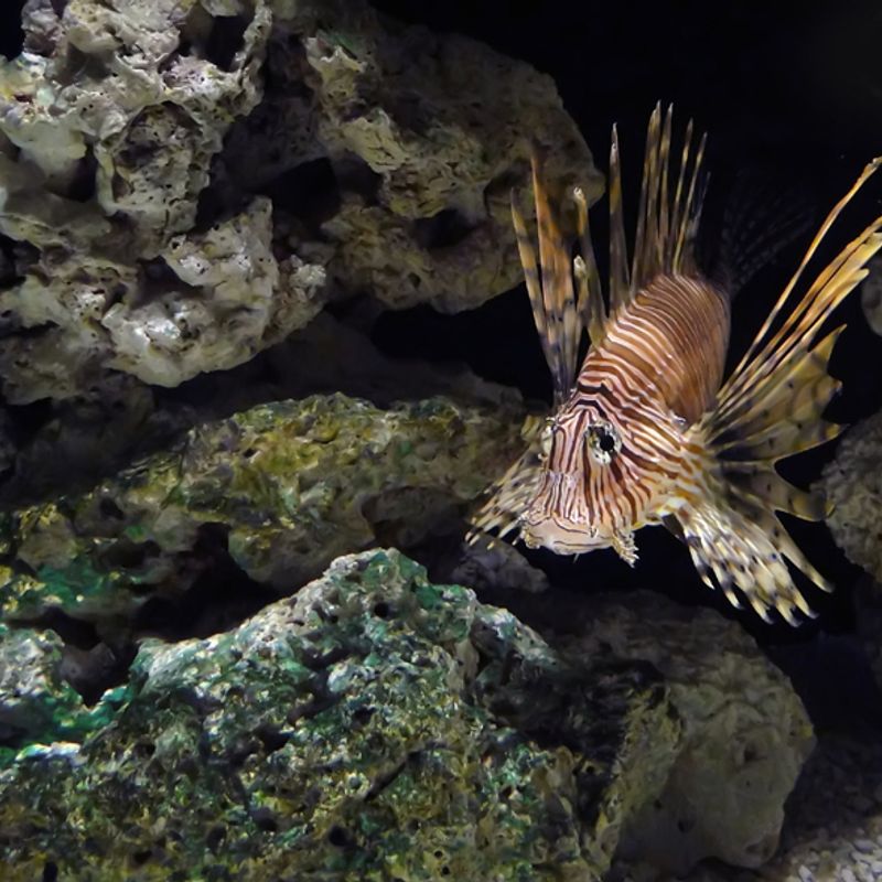 Oklahoma Aquarium | TravelOK.com - Oklahoma's Official Travel & Tourism ...