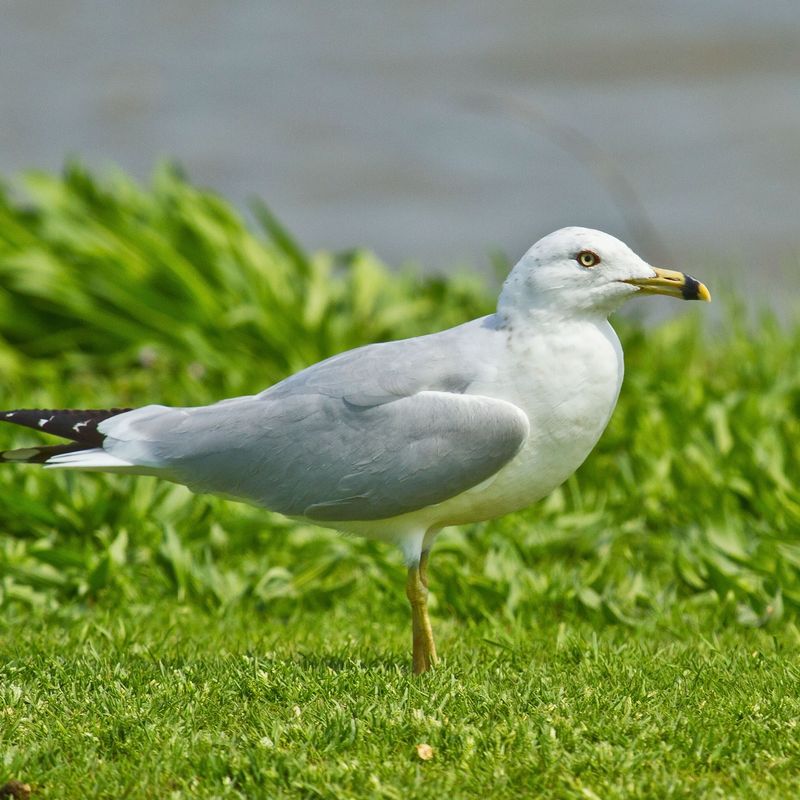 Lake Overholser | TravelOK.com - Oklahoma's Official Travel & Tourism Site