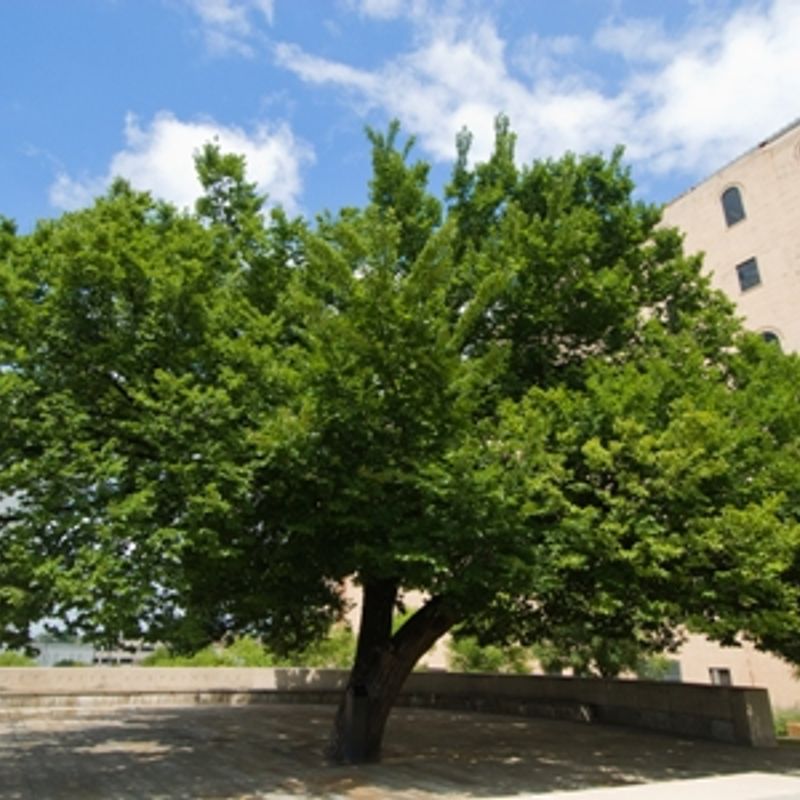 Oklahoma City National Memorial & Museum | TravelOK.com - Oklahoma's ...