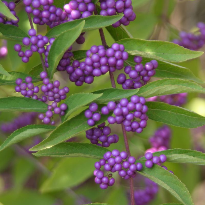 The Botanic Garden at Oklahoma State University | TravelOK.com ...