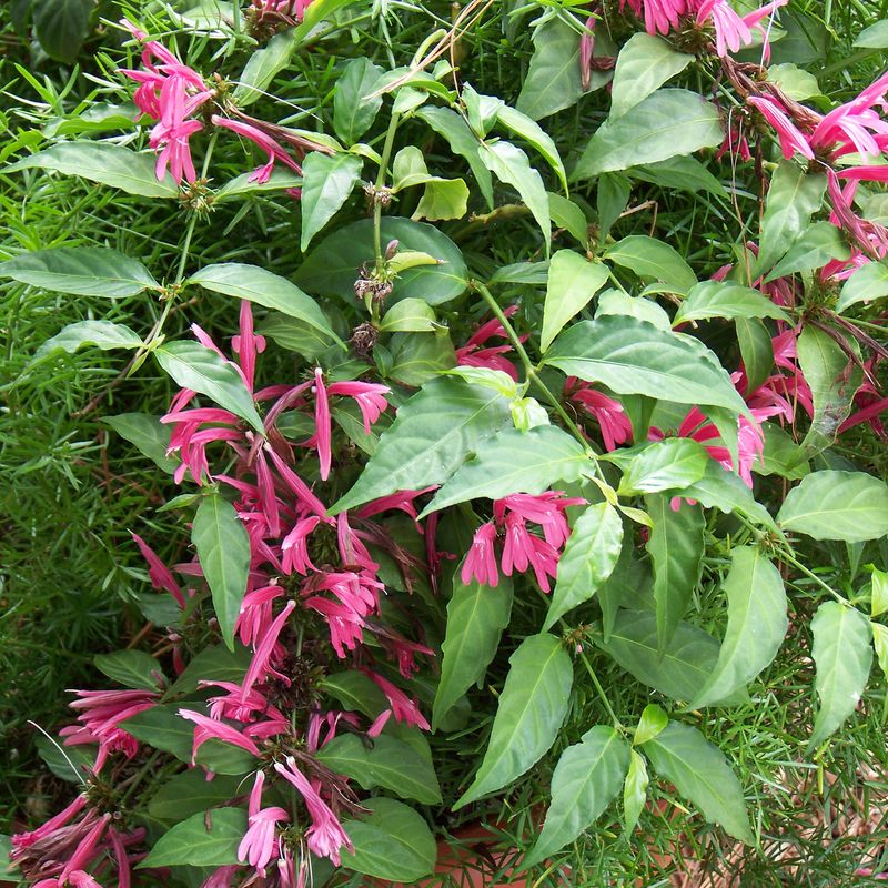 The Botanic Garden at Oklahoma State University | TravelOK.com ...