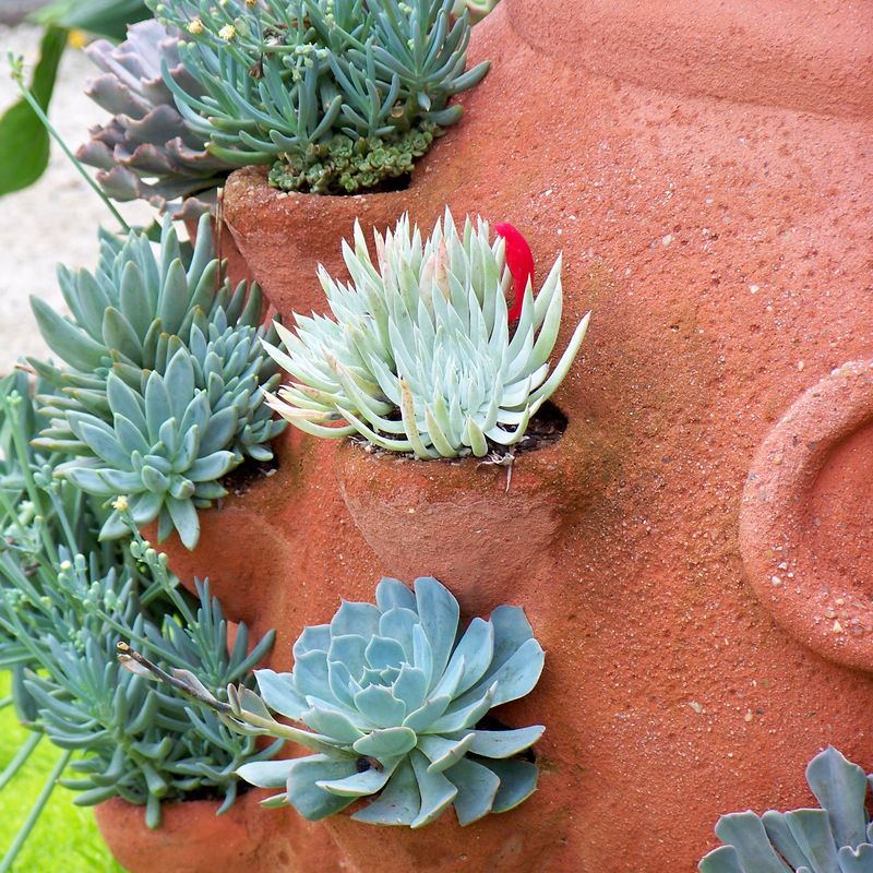 The Botanic Garden at Oklahoma State University | TravelOK.com ...