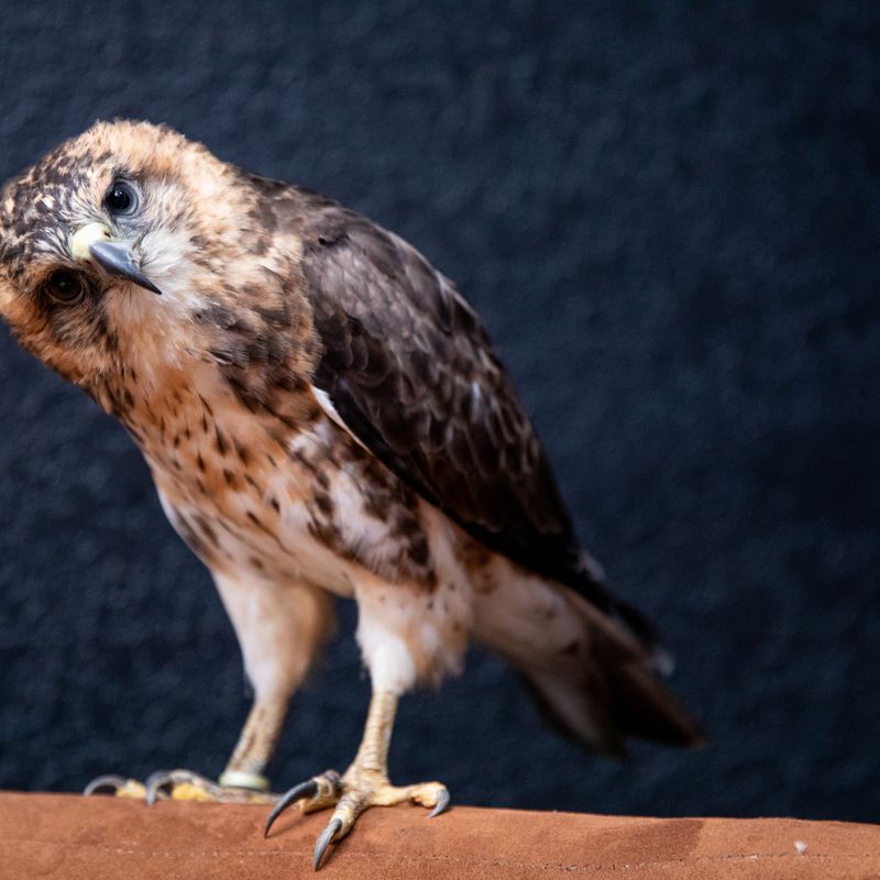 Sia: The Comanche Eagle & Raptor Center | TravelOK.com - Oklahoma's ...