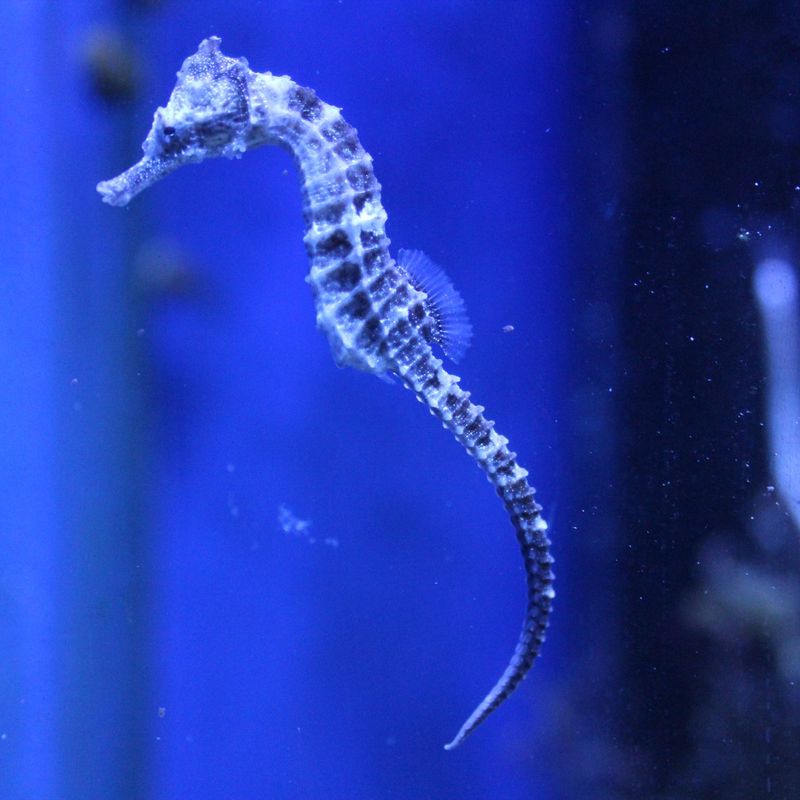 Blue Zoo Oklahoma City | TravelOK.com - Oklahoma's Official Travel ...