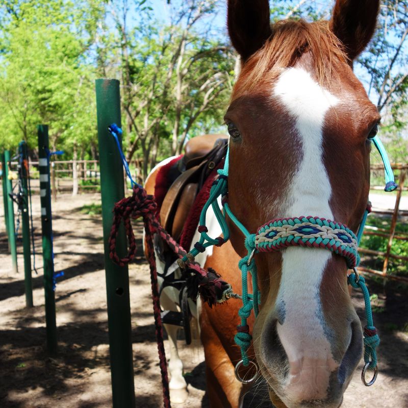 Honey Lee Ranch Trail Rides | TravelOK.com - Oklahoma's Official Travel ...