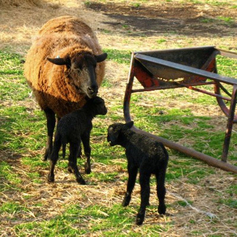 Shepherd's Cross | TravelOK.com - Oklahoma's Official Travel & Tourism Site