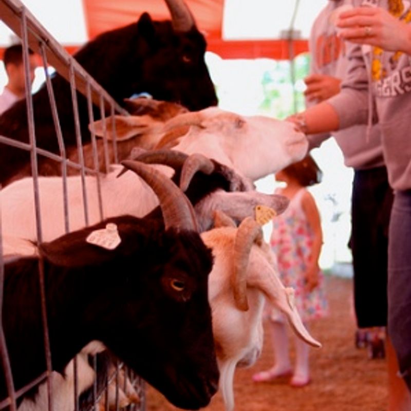 Rooster Days Festival | TravelOK.com - Oklahoma's Official Travel ...