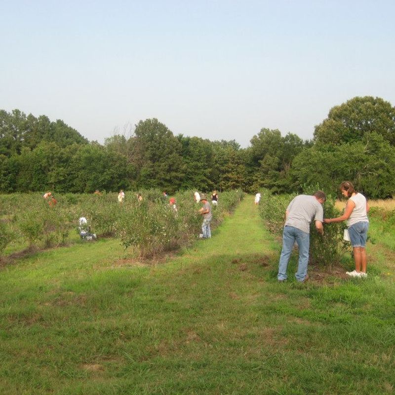 Maple Creek Berry Farm | TravelOK.com - Oklahoma's Official Travel ...