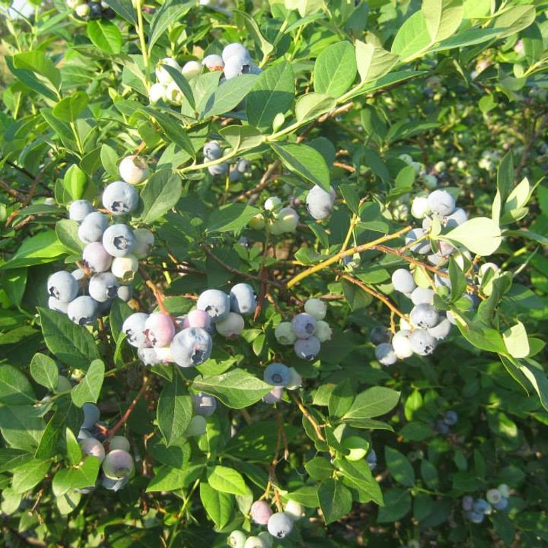 Maple Creek Berry Farm | TravelOK.com - Oklahoma's Official Travel ...