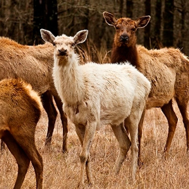 Woolaroc Museum & Wildlife Preserve | TravelOK.com - Oklahoma's ...