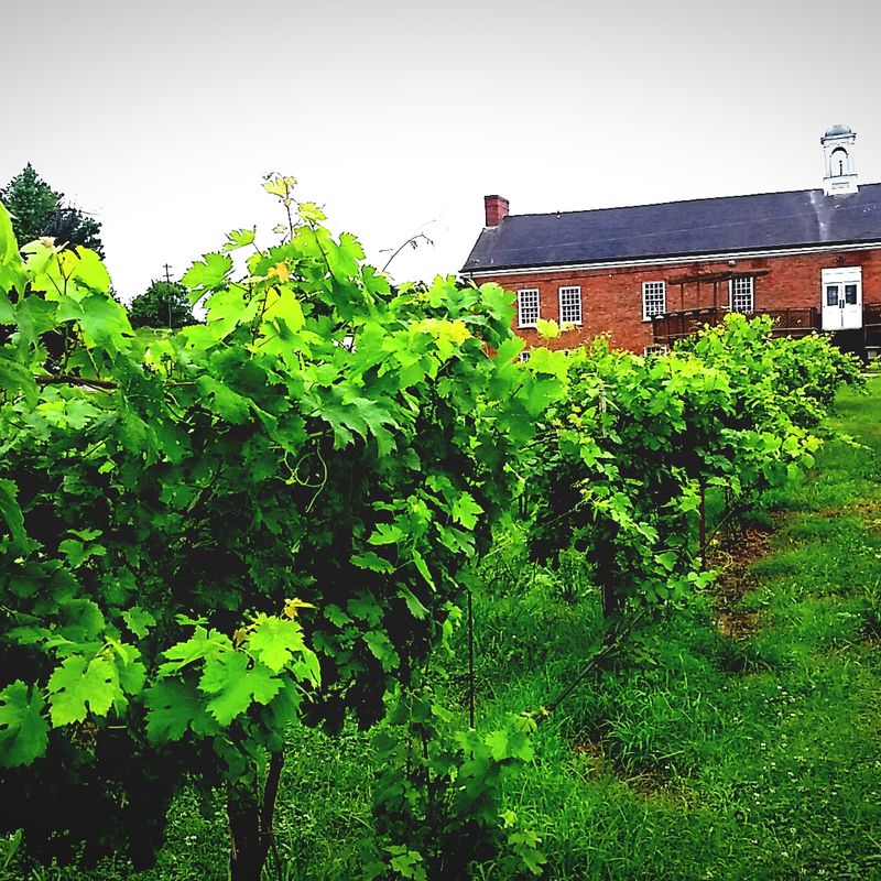 Tidewater Winery | TravelOK.com - Oklahoma's Official Travel & Tourism Site