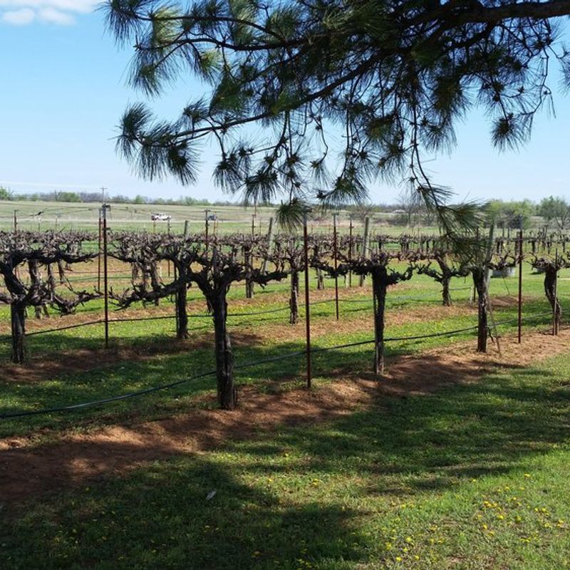 Canadian River Vineyards & Winery | TravelOK.com - Oklahoma's Official ...
