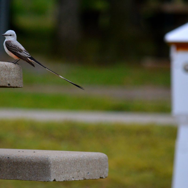Bernice Area at Grand Lake State Park | TravelOK.com - Oklahoma's ...