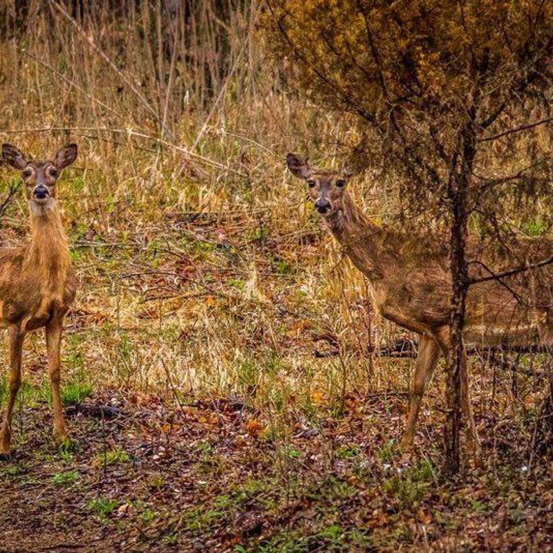 Cookson Wildlife Management Area | TravelOK.com - Oklahoma's Official ...