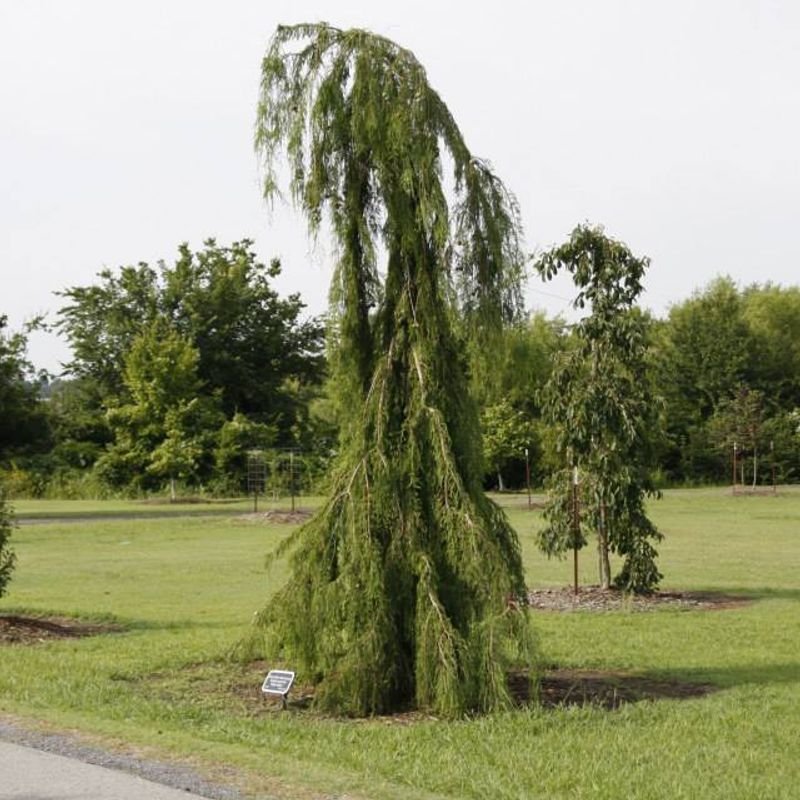 McAlester Arboretum | TravelOK.com - Oklahoma's Official Travel ...