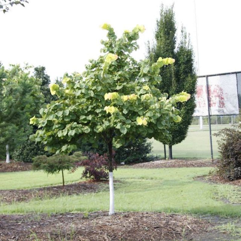 McAlester Arboretum | TravelOK.com - Oklahoma's Official Travel ...