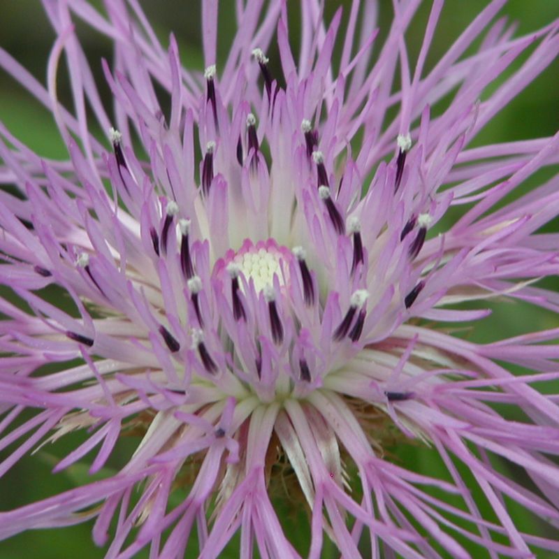 Pontotoc Ridge Preserve | TravelOK.com - Oklahoma's Official Travel ...