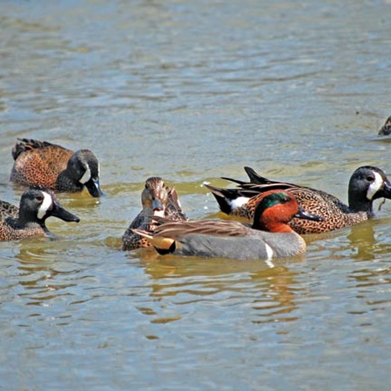 Red Slough Wildlife Management Area | TravelOK.com - Oklahoma's ...