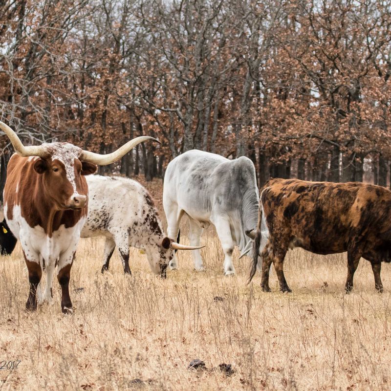 Woolaroc Museum & Wildlife Preserve | TravelOK.com - Oklahoma's ...
