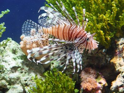 Oklahoma Aquarium | TravelOK.com - Oklahoma's Official Travel & Tourism ...