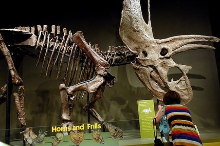 Sam Noble Oklahoma Museum of Natural History | TravelOK.com - Oklahoma ...