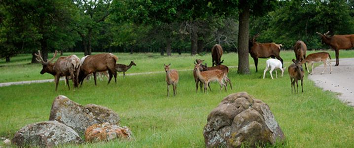 Woolaroc Museum & Wildlife Preserve | TravelOK.com - Oklahoma's ...