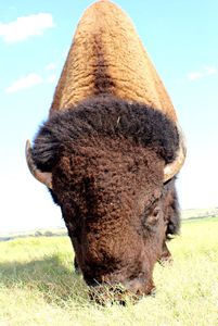 Cherokee Trading Post & Boot Outlet | TravelOK.com - Oklahoma's ...